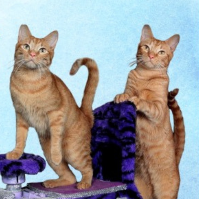 The Amazing Acro-Cats! | Ruth Eckerd Hall